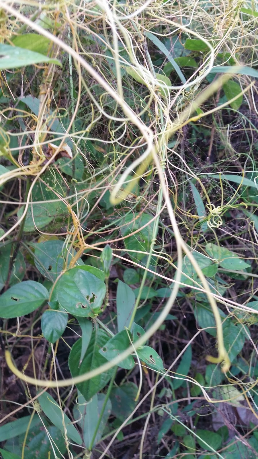 Warisan Petani: Pokok Rumput Palestin.
