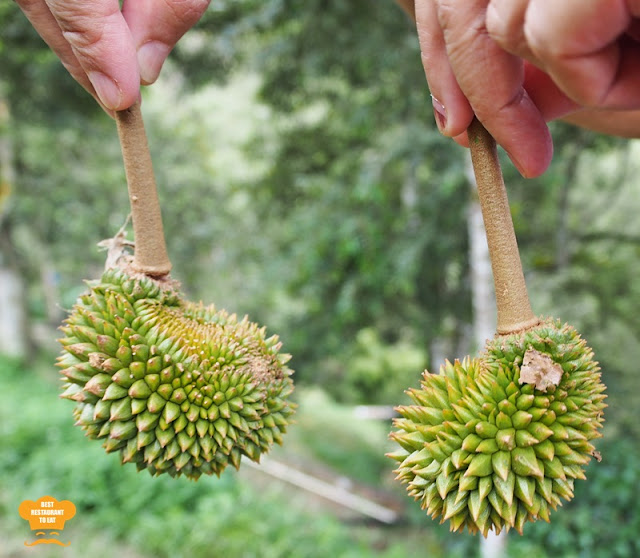 Best Restaurant To Eat - Malaysian Food Blog: RAUB DURIAN FARM Orchard ...