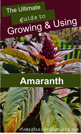 How to Grow Amaranth, Tips and Guide to Growing Amaranth - Everything ...