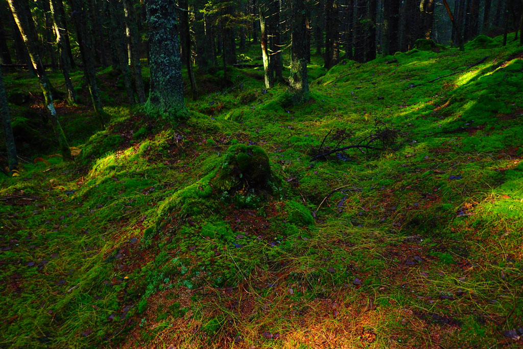 Tarjei's Villmark: Kjentmannsmerket: Hengebroen Over Fyllingselven og ...