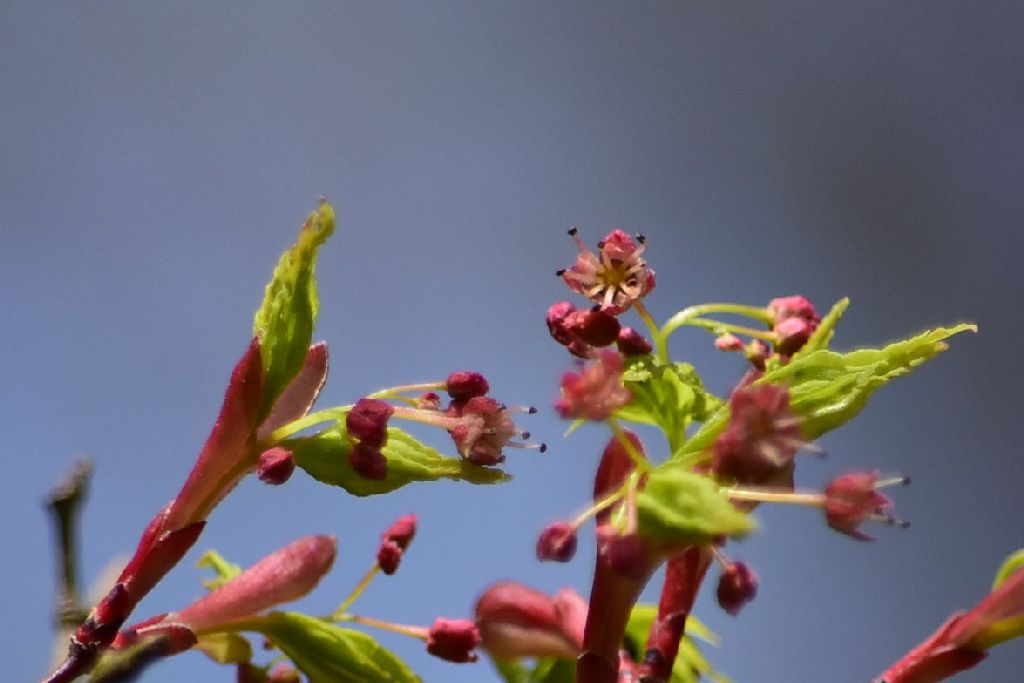 Garden trees in Japan: Japanese maple(Momiji)