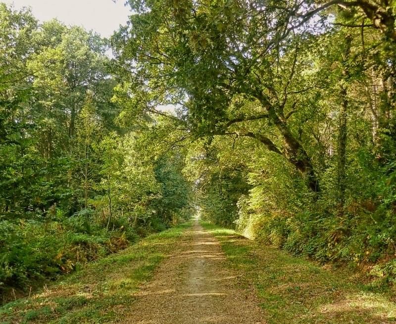 Lin's Isle of Wight Walking Blog: Walk 29 - Parkhurst Forest - 4.5 miles