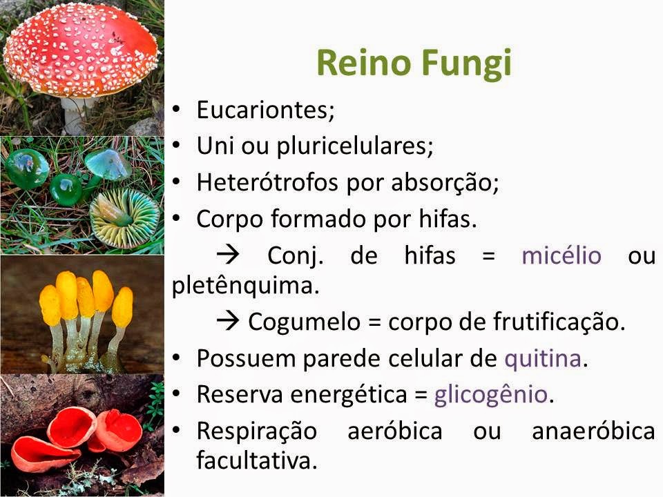 Exercicios Sobre Reino Fungi - NAZAEDU