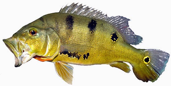 Artes de Pesca: LOS CICHLIDAE 8º