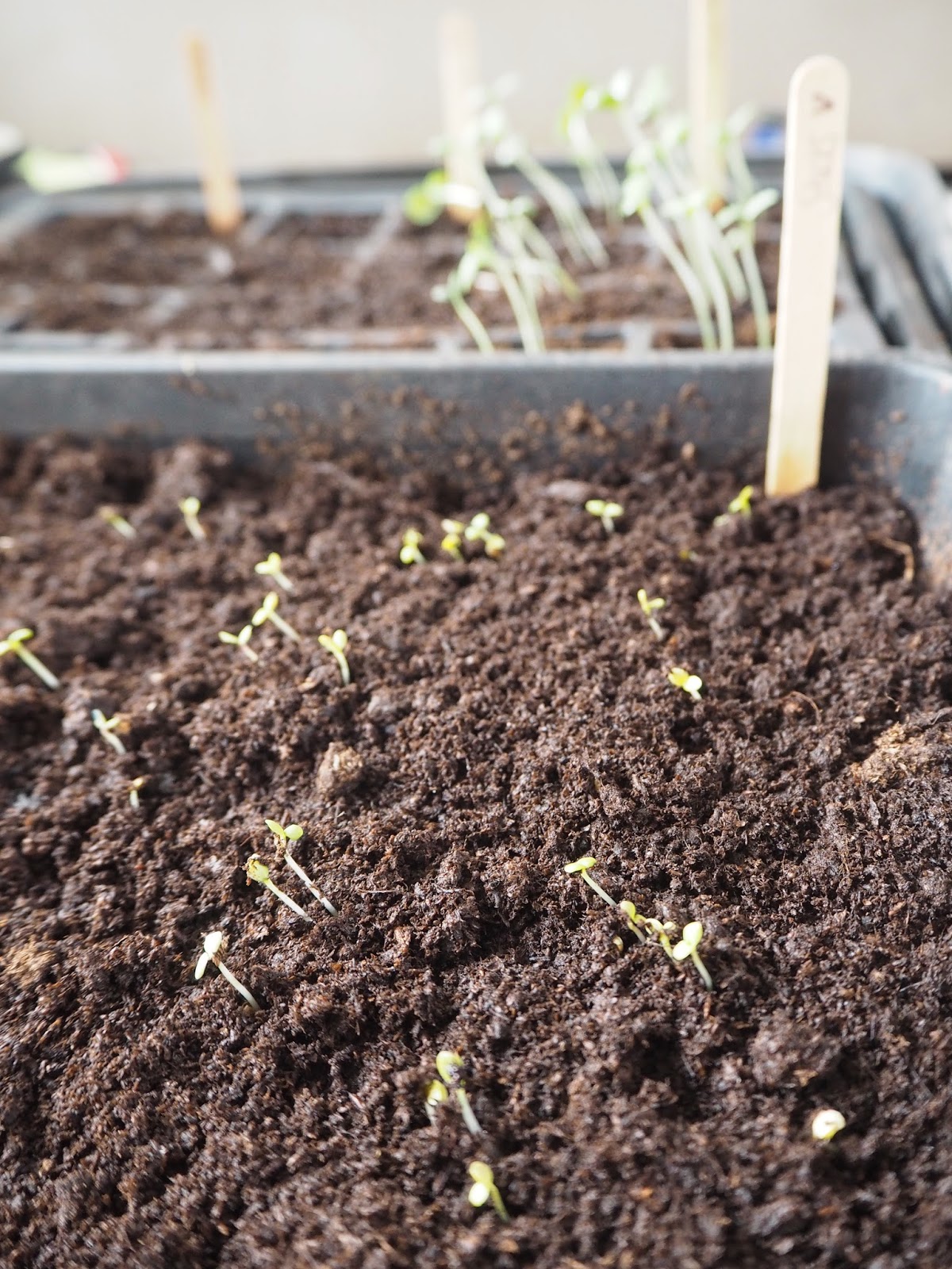 Spring Seed Planting - How to Have A Cutting Garden - Roses and Rolltops