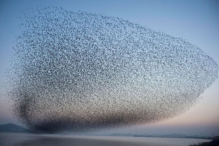 Las Fotos Mas Alucinantes: nubes de pajaros