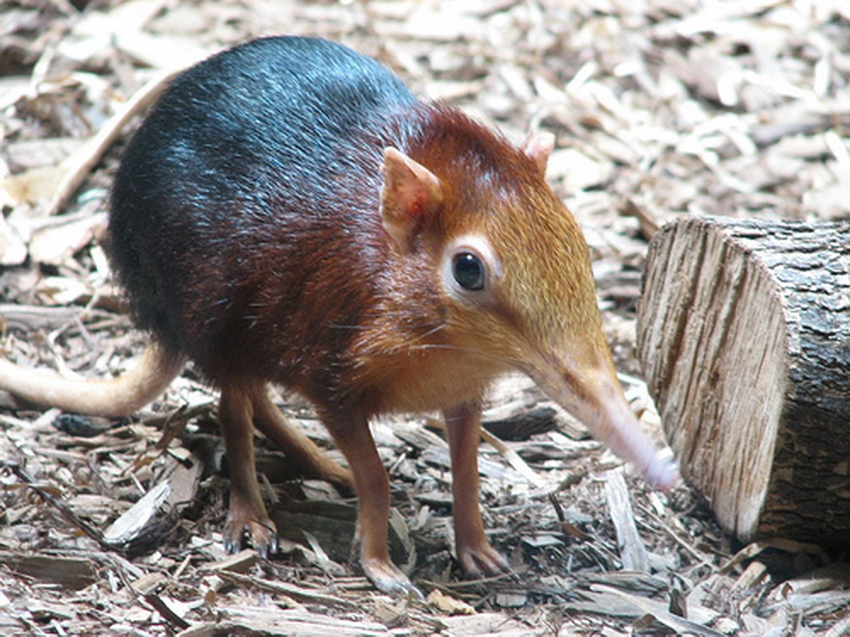 Elephant Shrew