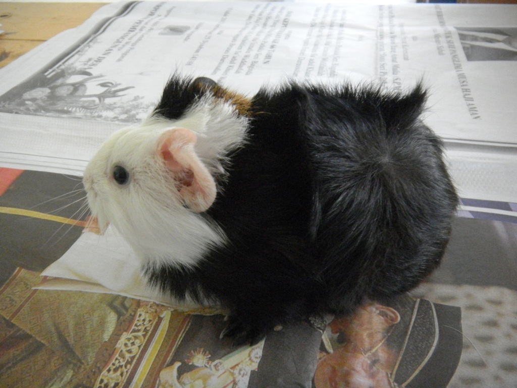 TobyFarm Pet Farm Tips and Care: Little Cavy Update
