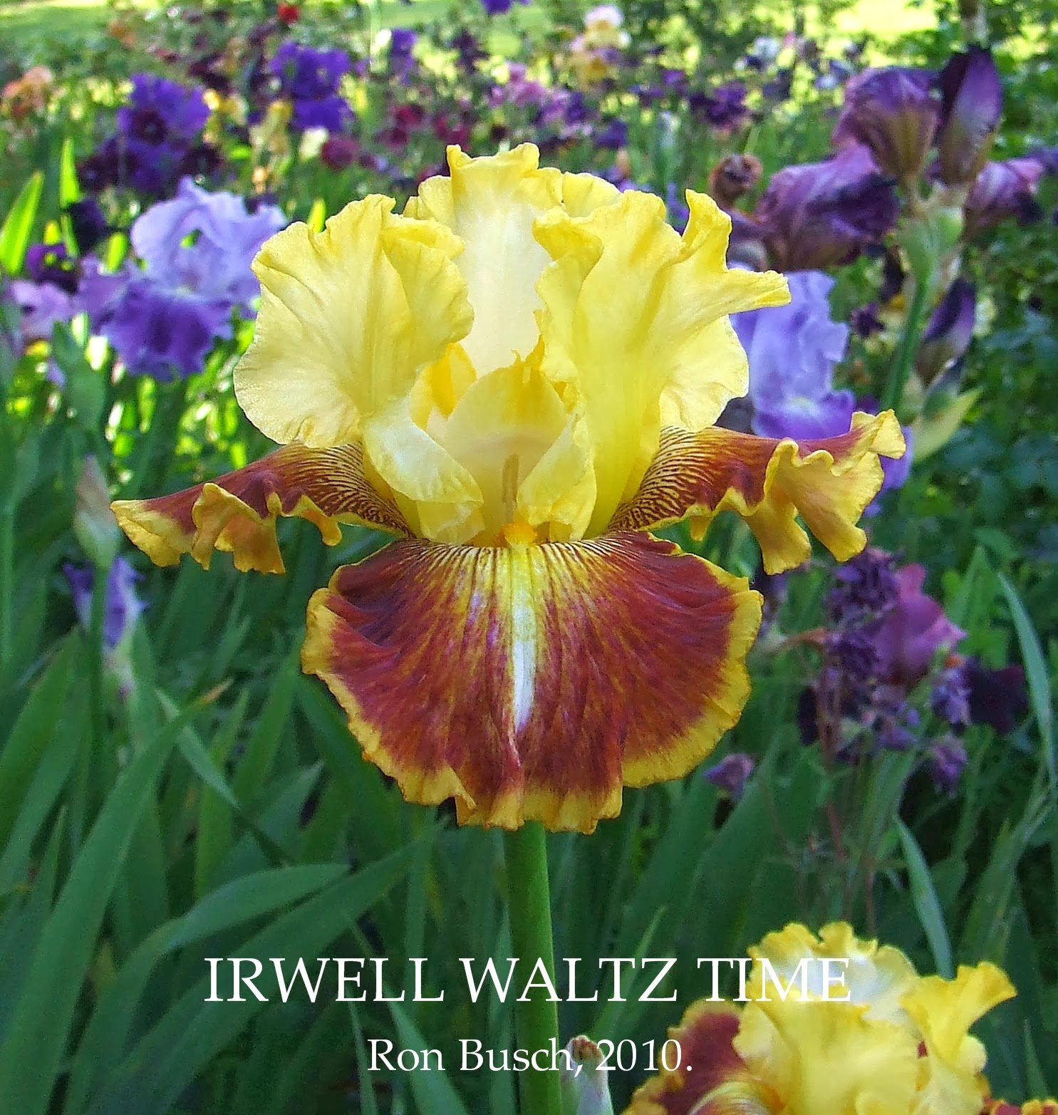 Tall Bearded Iris IRWELL WALTZ TIME ~ HERITAGE IRISES