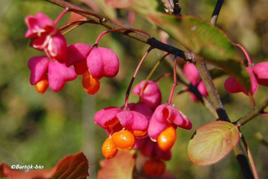 Bartók - bio: Cserjék őszi színben