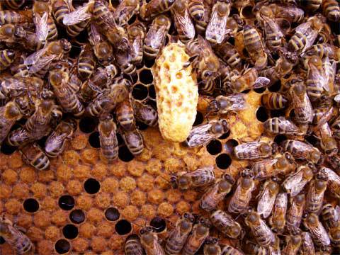 Buzzing Across America: The Swarming Nature of Honey Bees