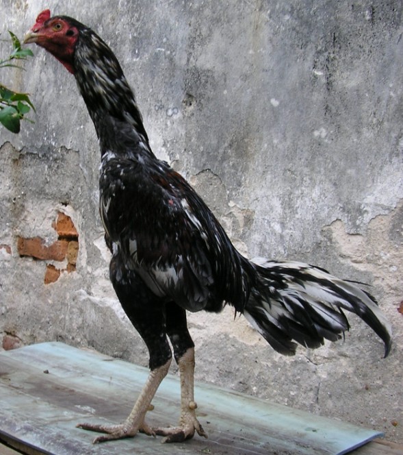Hobi Ayam Tangkas: ayam brazilian ayam adu hybrid dari kampung maradona