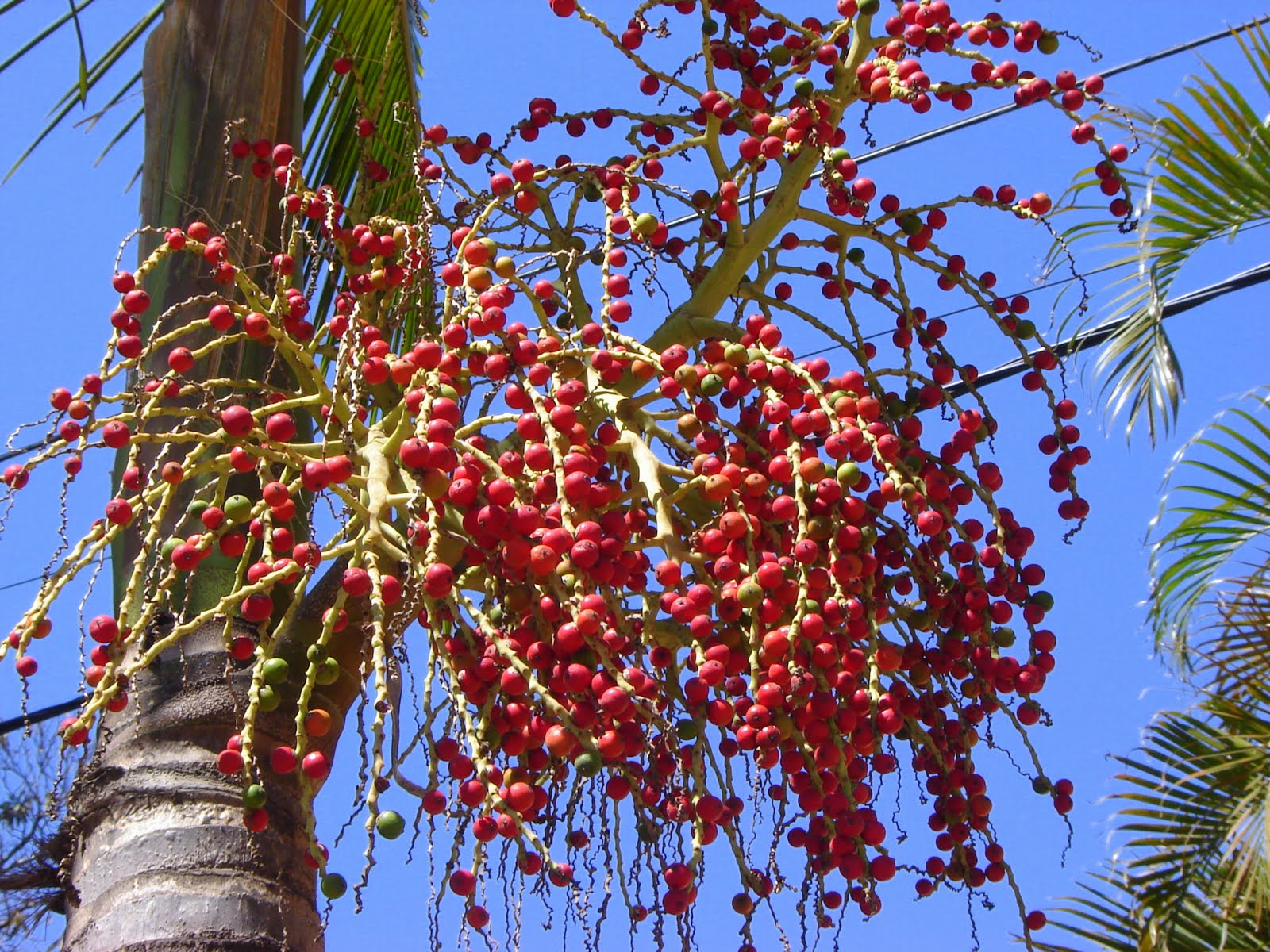 v e r d e c h a c o: Palmera Alejandra