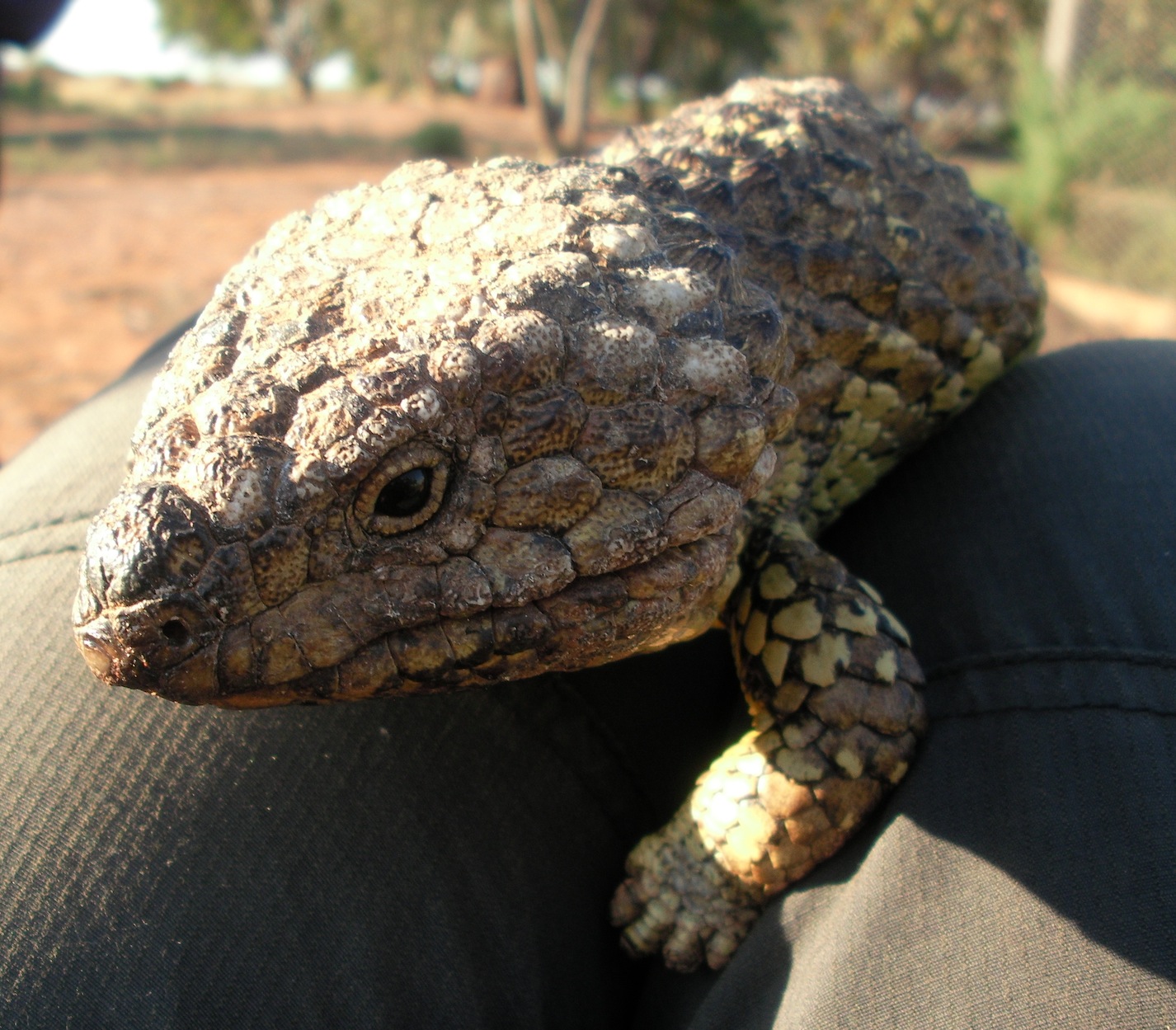 Parasite of the Day: Special Report: #NZASP15 Part II: Ups and downs of ...