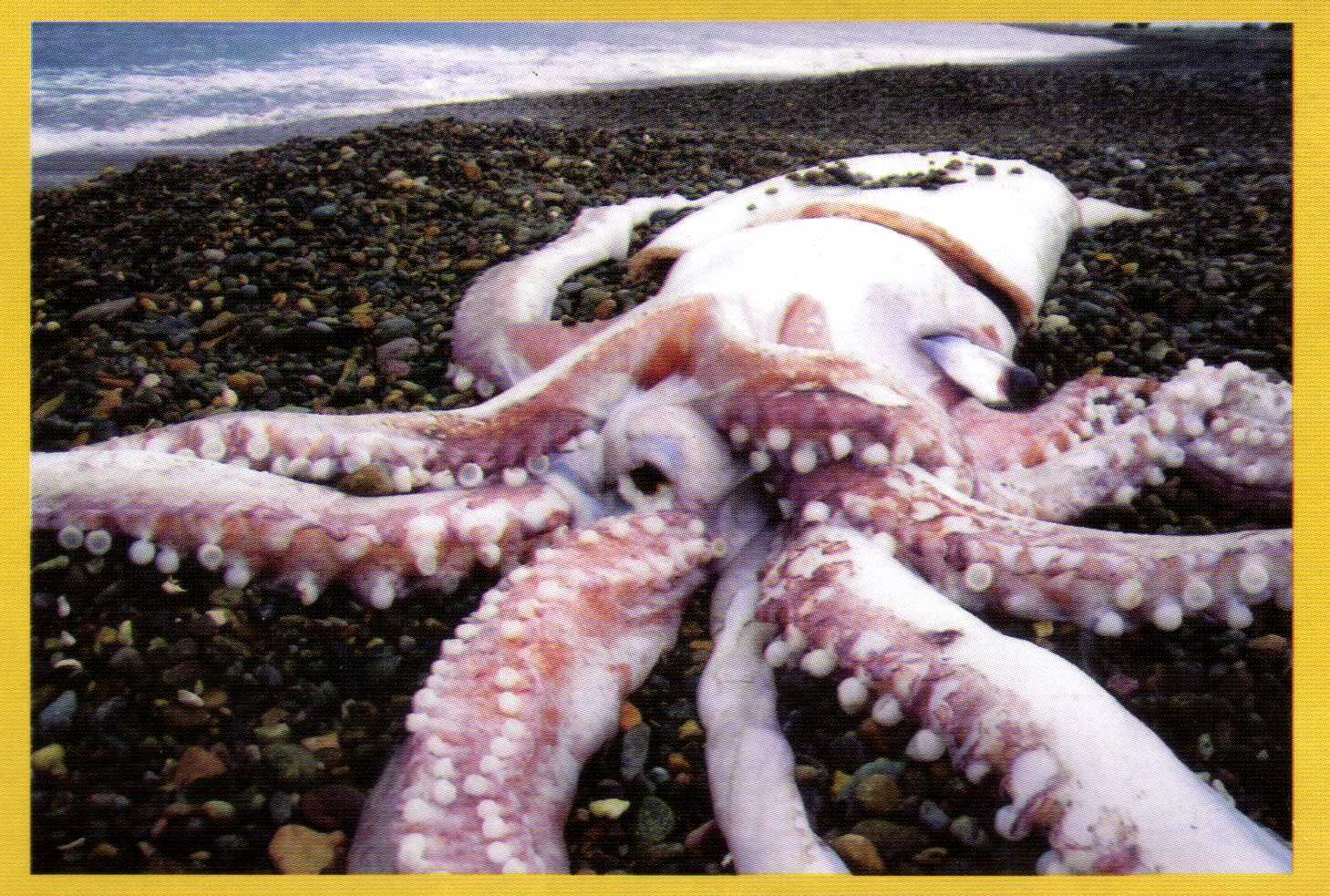 Kraken en el paralelo 45°