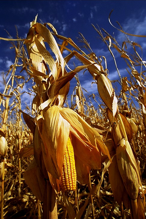 Corn Agronomy: What is happening in the corn plant during the month of ...