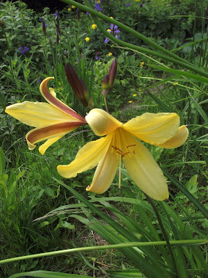 Irishaven: Mine dagliljer