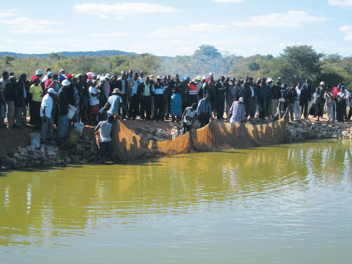 Zimuto villagers venture into fish farming - The Mirror | Hear and be Heard