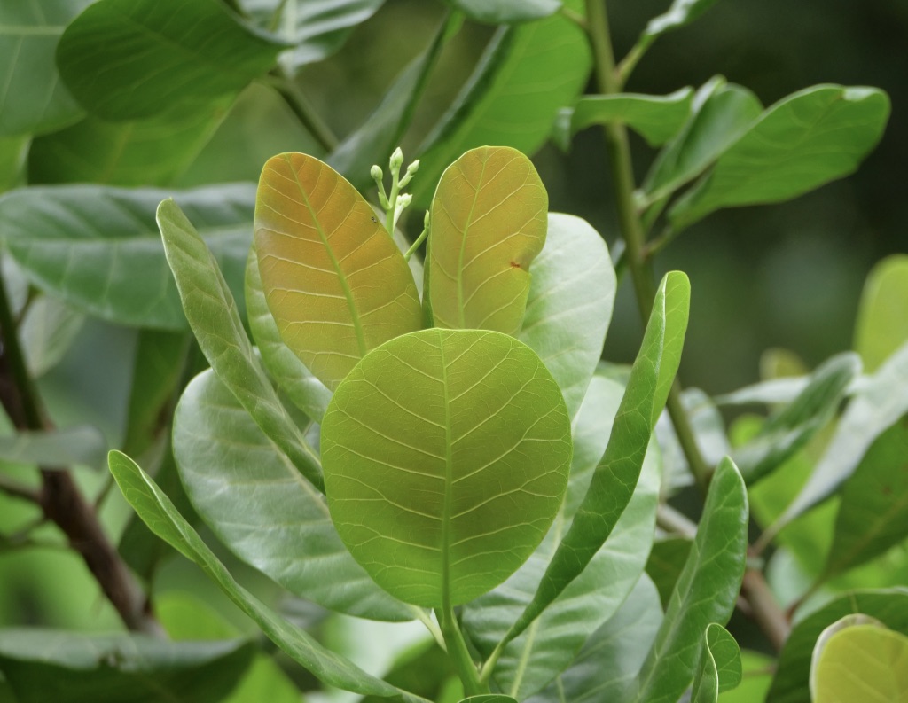Waymarks on a Journey: Tender leaves and flowers