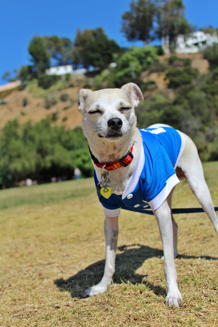 HAPPYHAZEL: The Dodger Dog in Hollywood! HotDogCollars.com Review