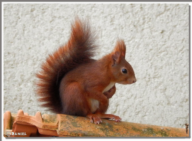 Photos Daniel: Ecureuil