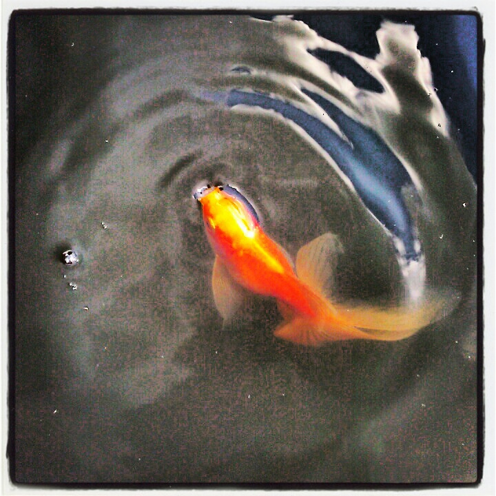 Hoofprint Press: Instagram Fish