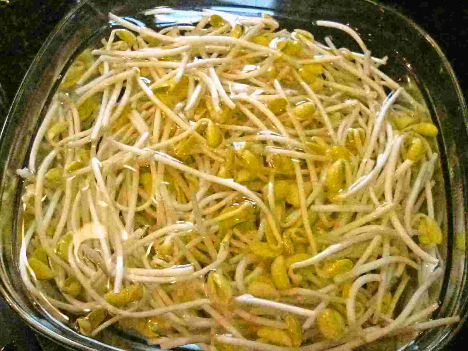 Recipes for Tom: Moyashi bean sprouts