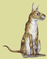 Noticias de Paleontologia: Protypotherium australe, un raro mamífero ...