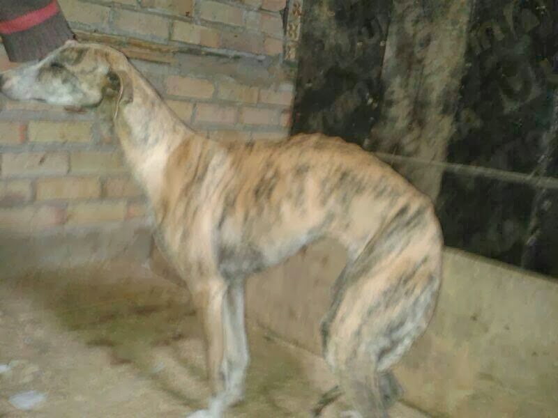 Galgos: Una pasión incontrolable: Nuestros galgos viejos 4