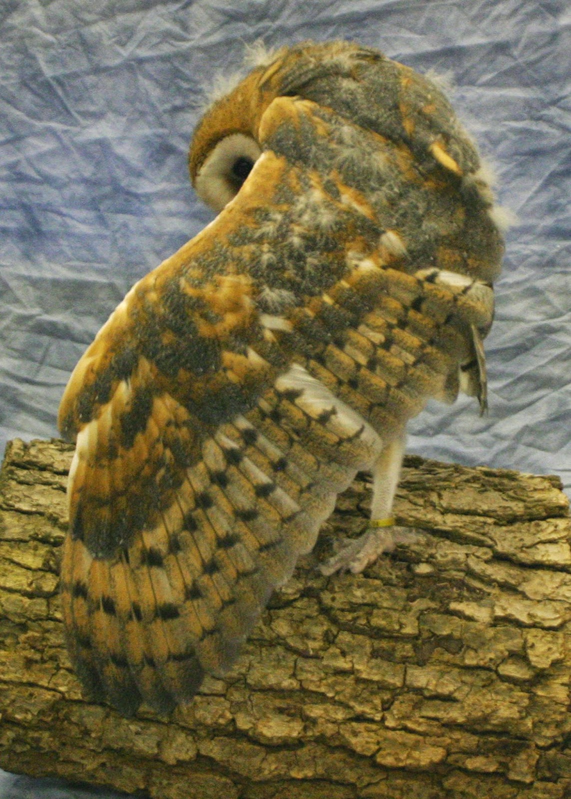 World Bird Sanctuary: Growing Up Around Goblin