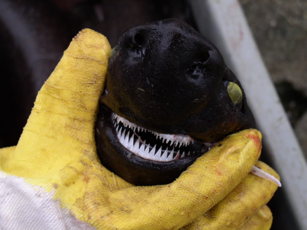 Scymnodon - Alchetron, The Free Social Encyclopedia