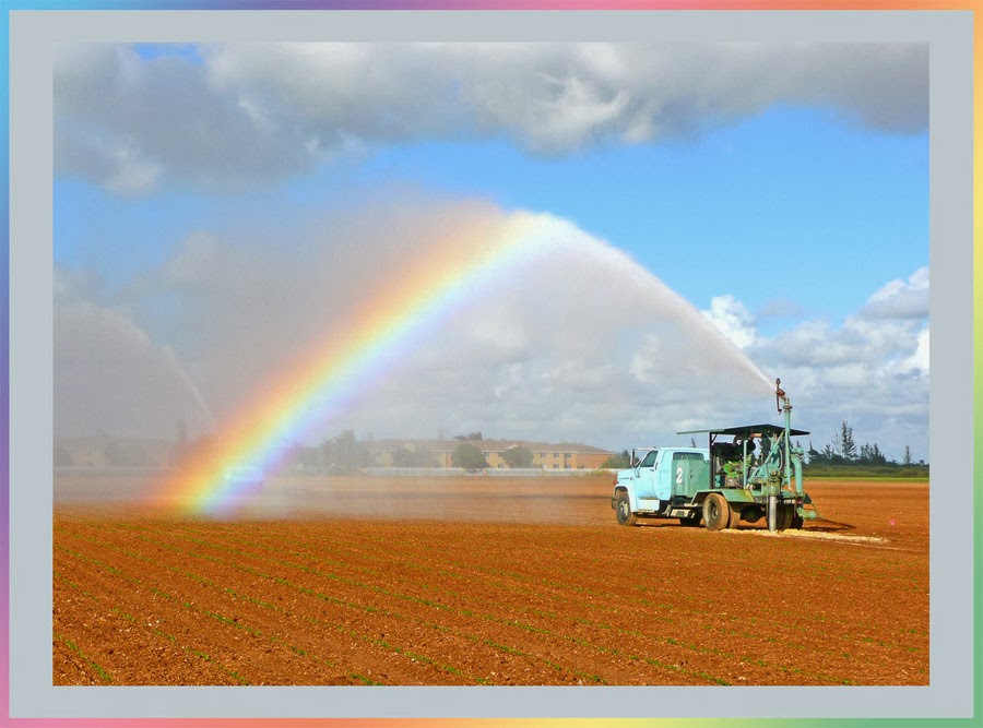 Despre Livada de mere: Afacere cu Livada de Mere în Republica Moldova