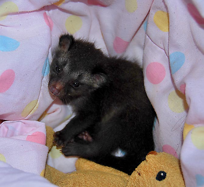 Musang or Masked Asian Civet Cat