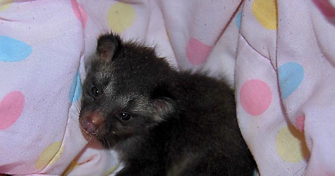 Musang or Masked Asian Civet Cat