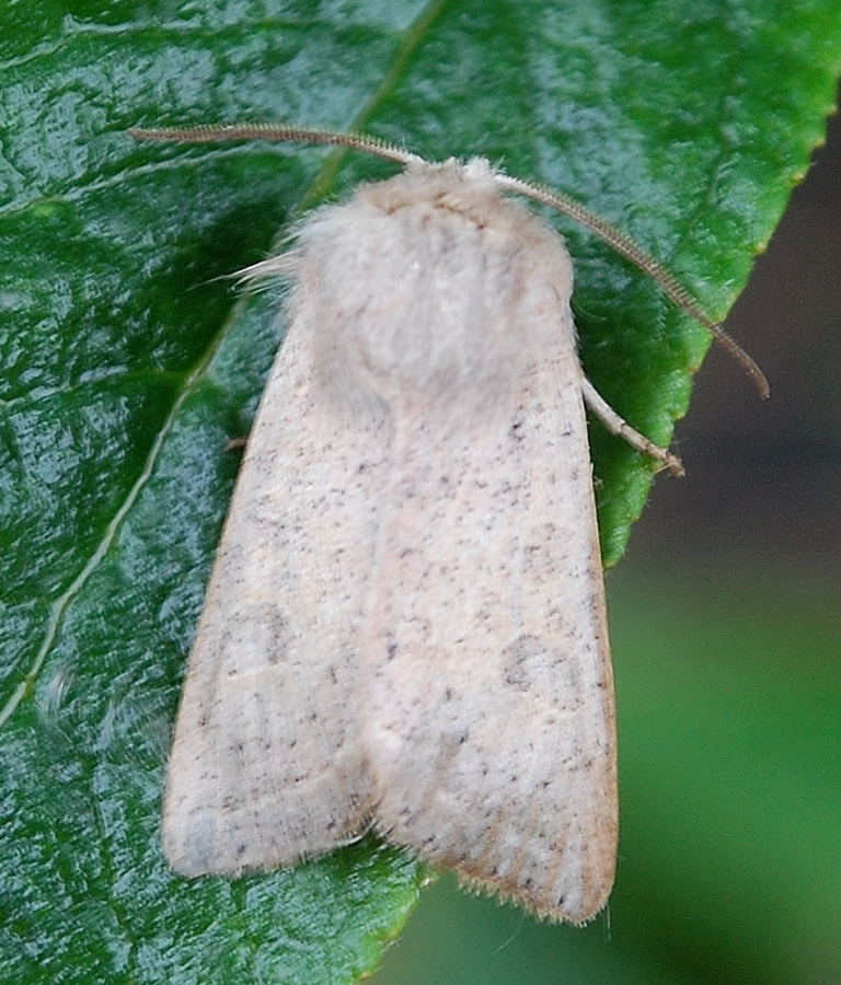 Little Hadham Birding: Millennium Wood moth night
