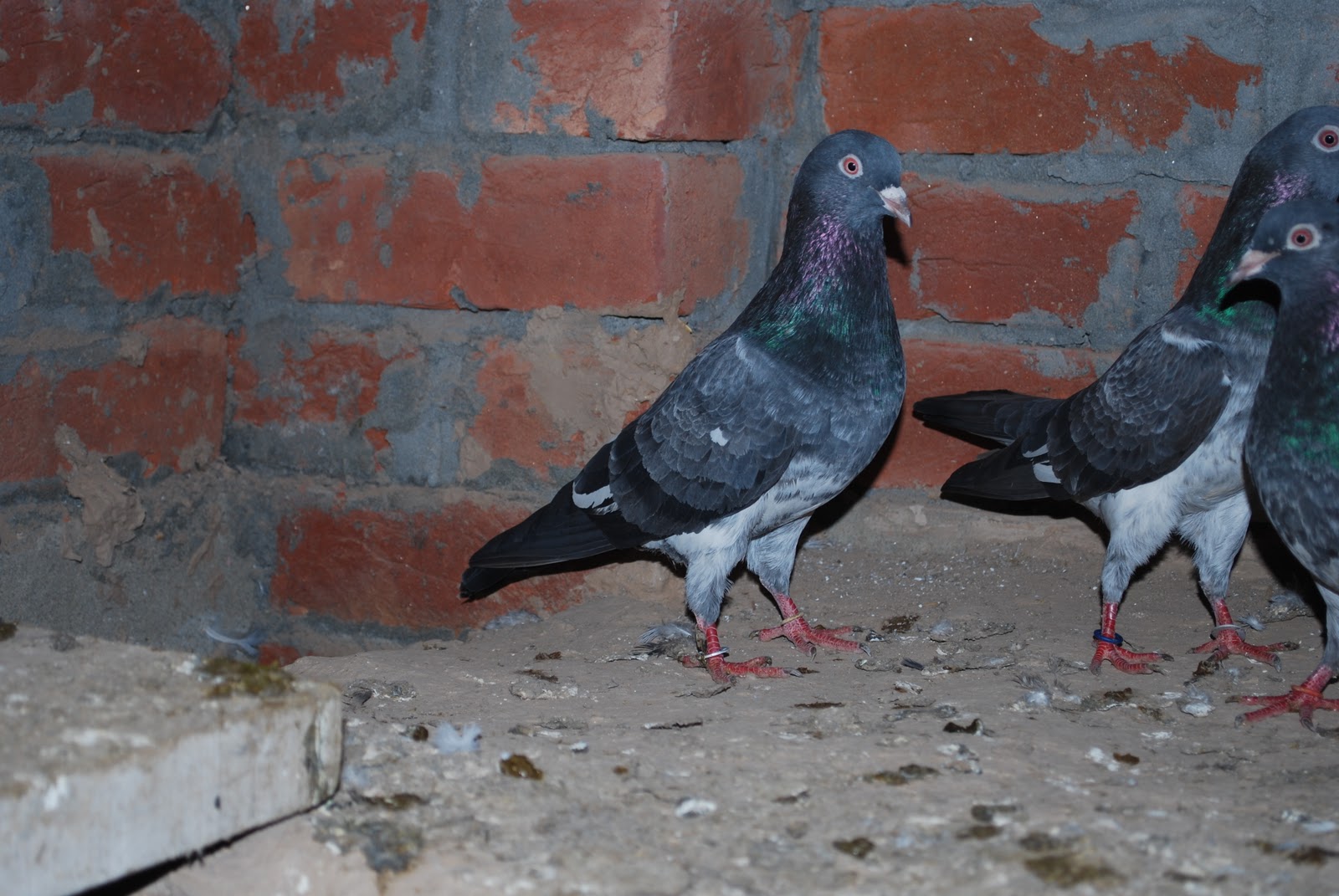 Pakistani Tipplers (Kabootar Baaz) | UK & USA Pigeons | Fancy Pigeons ...