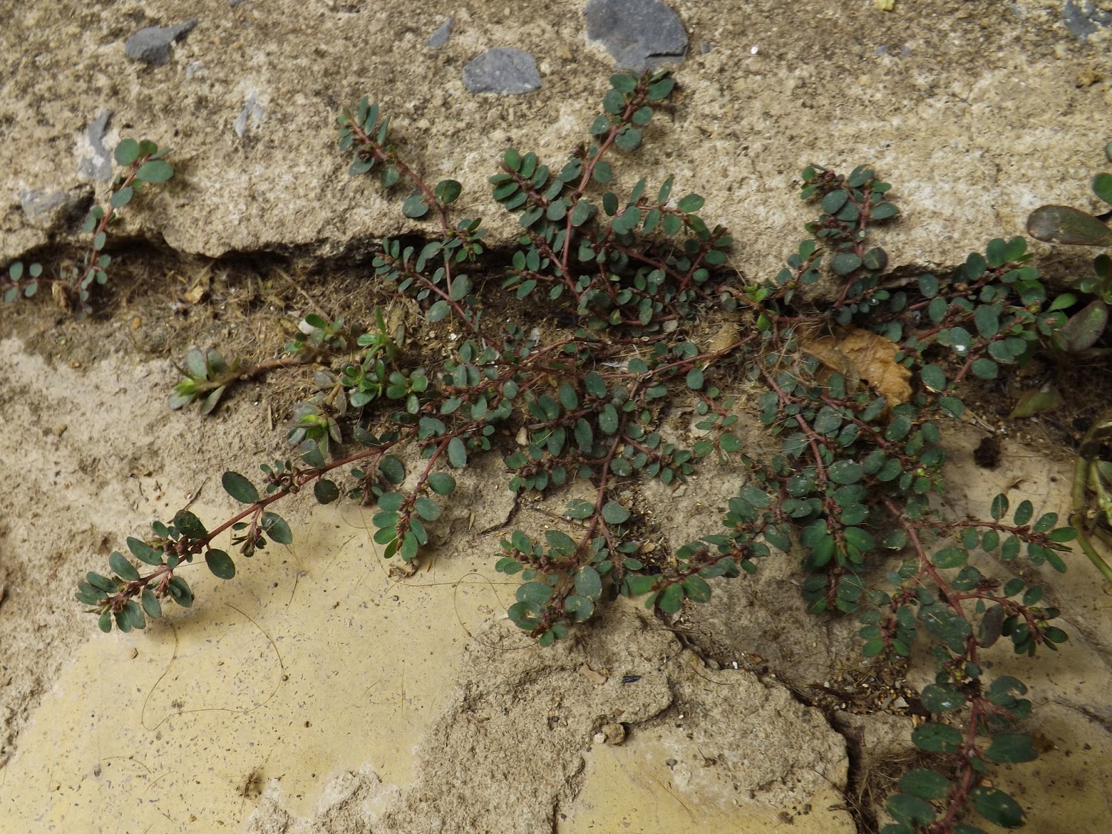 Quebra-pedra-rasteira
