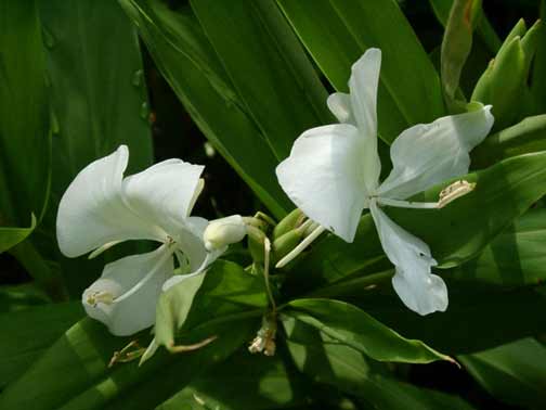 Nandanvan: White Ginger Lily (Hedychium coronarium)
