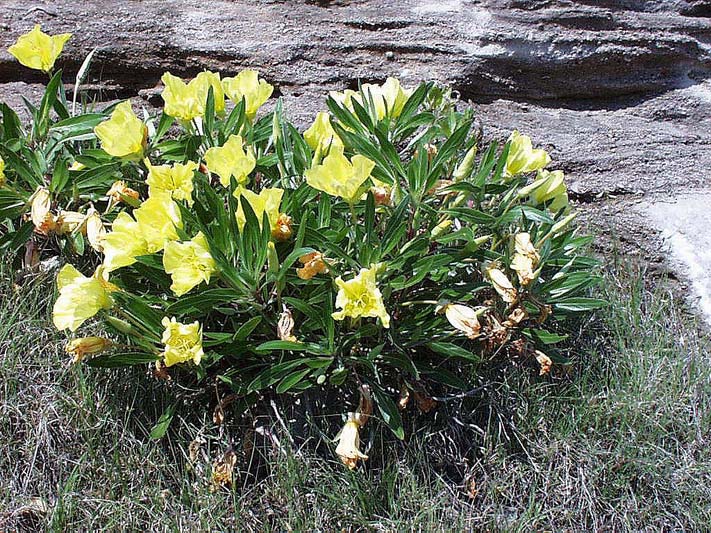 EZAN ÇİÇEĞİ - Oenothera Evening primrose