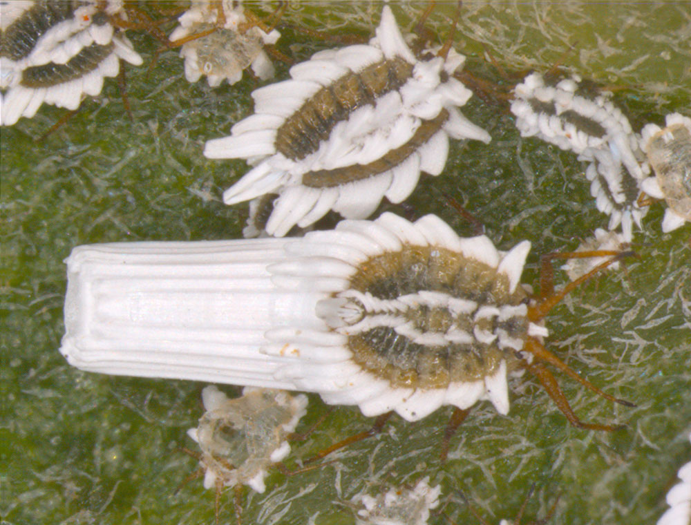 Garden Guy Hawaii: Strange Insect on Coleus