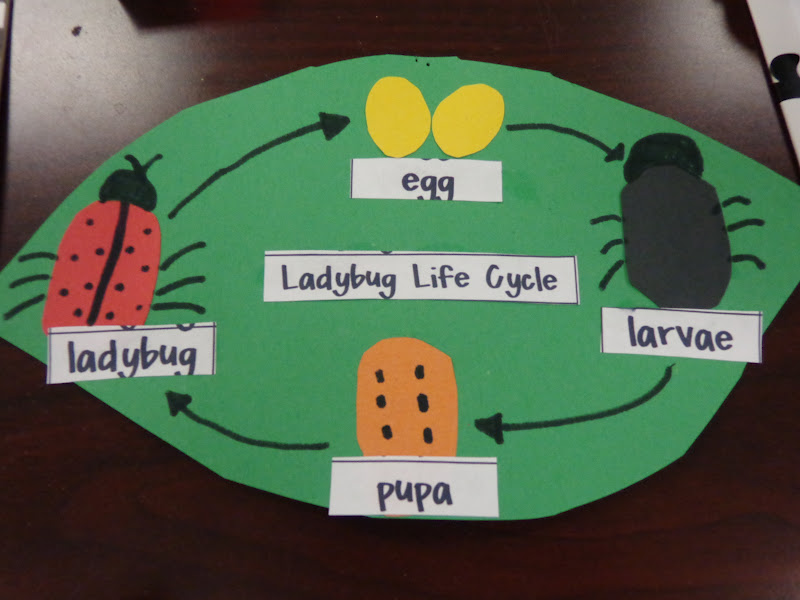 Learning Adventures: Ladybugs