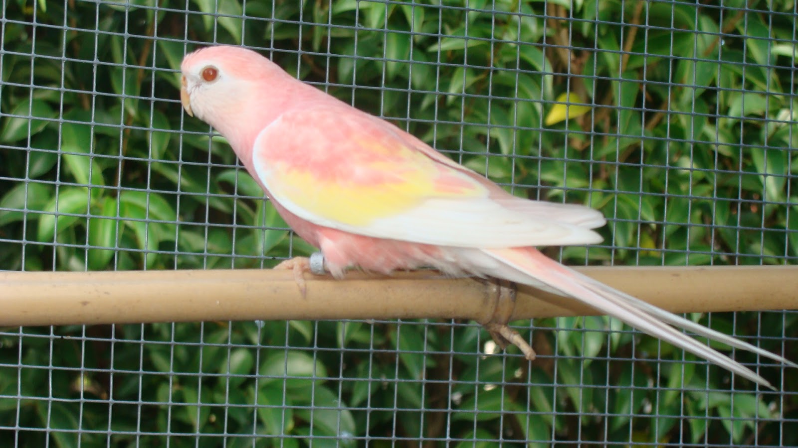L'arche aux poils et aux plumes: Cède perruches de bourke opaline ...