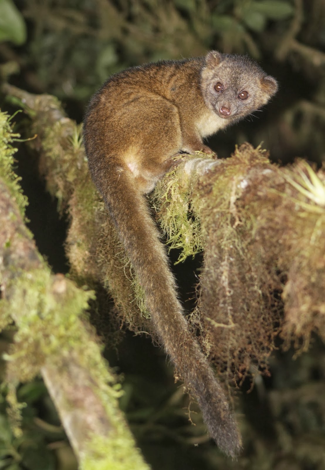 Primate Inteligente (ATEISMO): OLINGUITO.