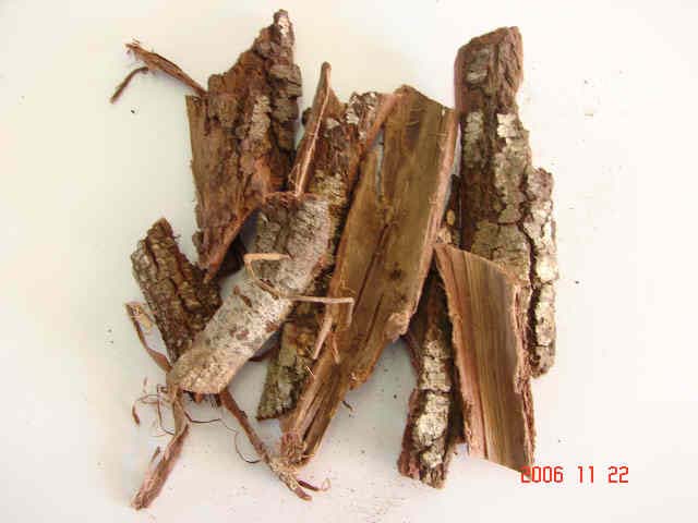 SEGREDO DAS FOLHAS: JUREMA (Mimosa hostilis)