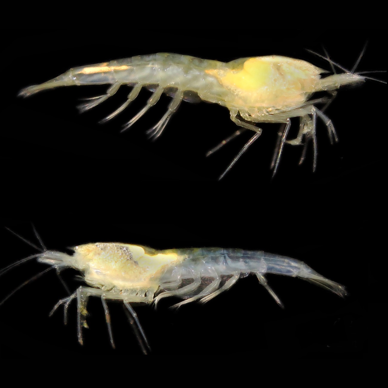 Species New to Science: [Crustacea • 2018] Xiphocaridinella otapi ...