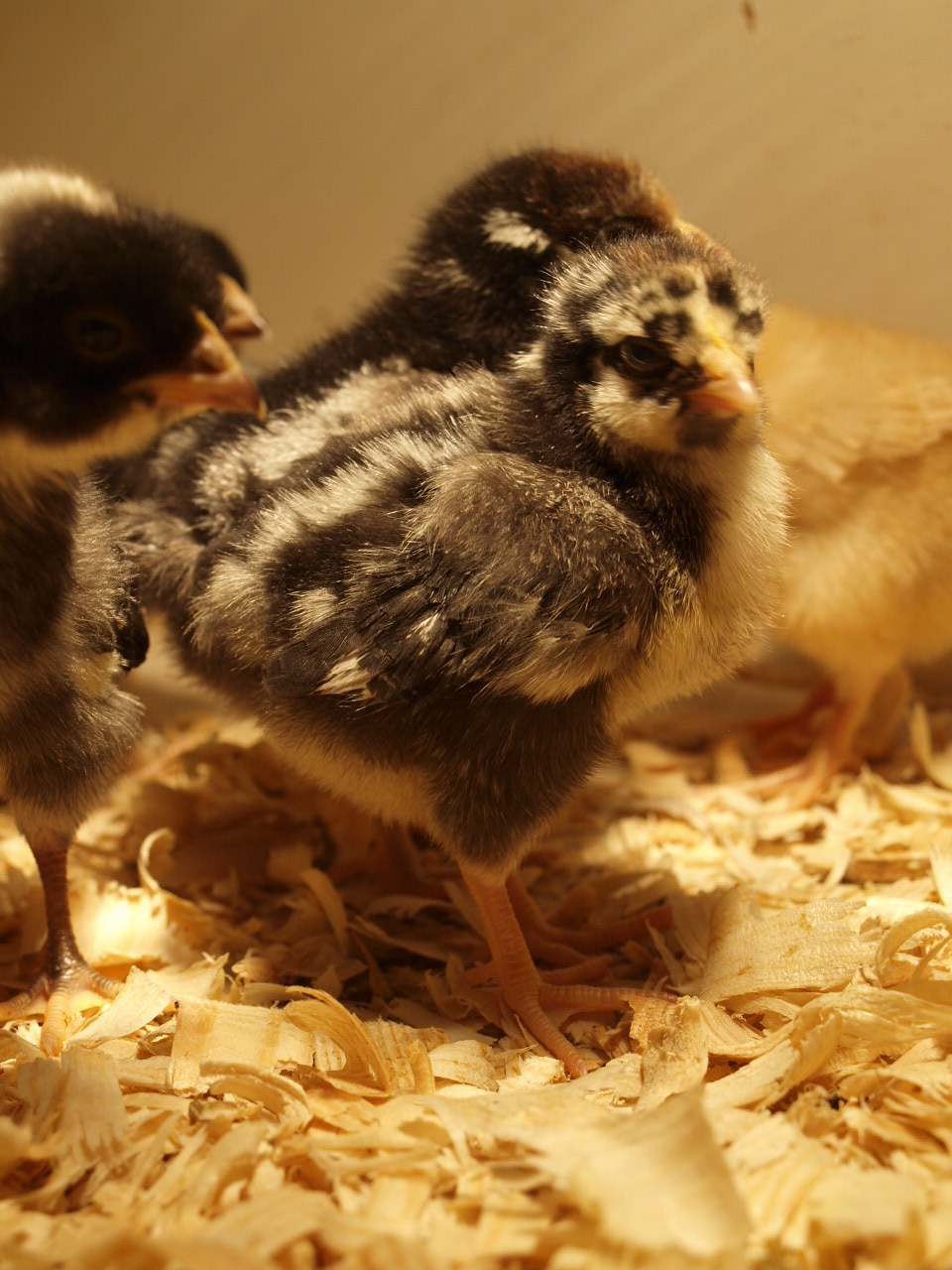 Ohio Thoughts: Chicken or the Egg