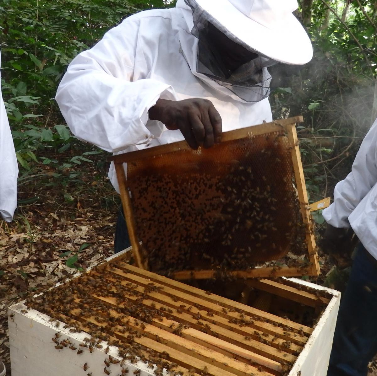 11 Bonnes Raisons De Pratiquer l'Apiculture Au Cameroun Et Dans Le ...