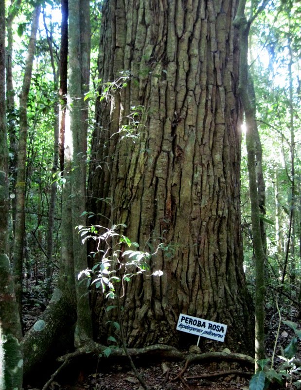 Peroba Rosa Gigante - Aspidosperma polyneuron