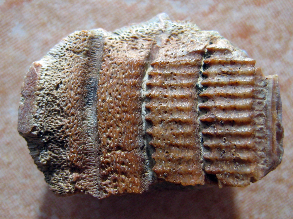 MUSEO PALEONTOLÓGICO DE SOBRARBE: Placa dentaria de raya, género ...