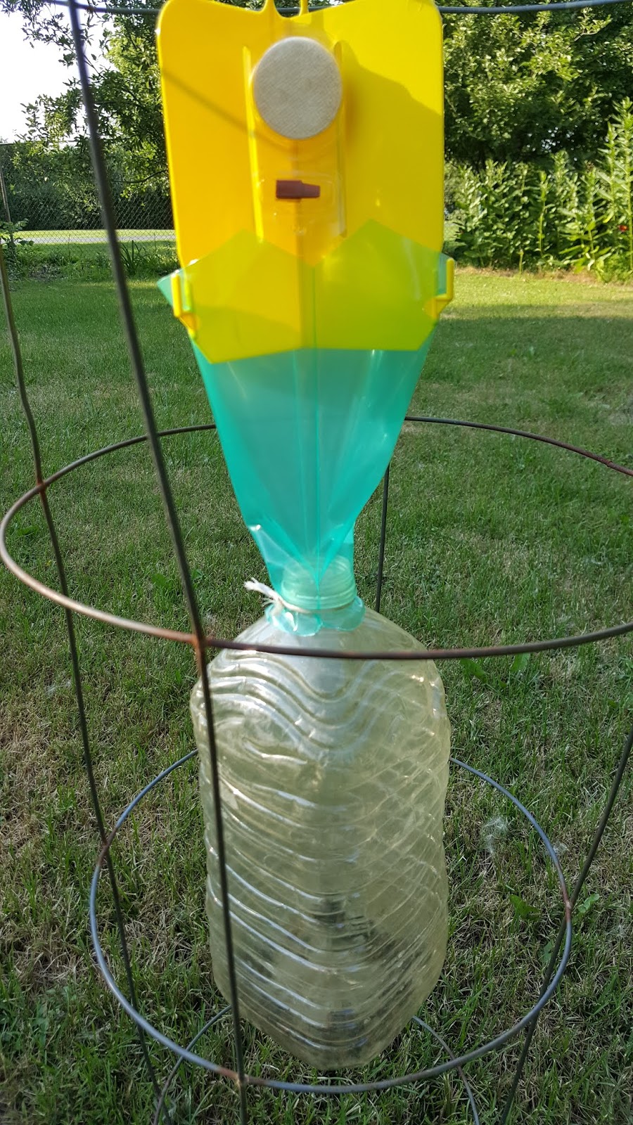 Gear Acres at Top of the Hill: Japanese Beetle Trap Hack